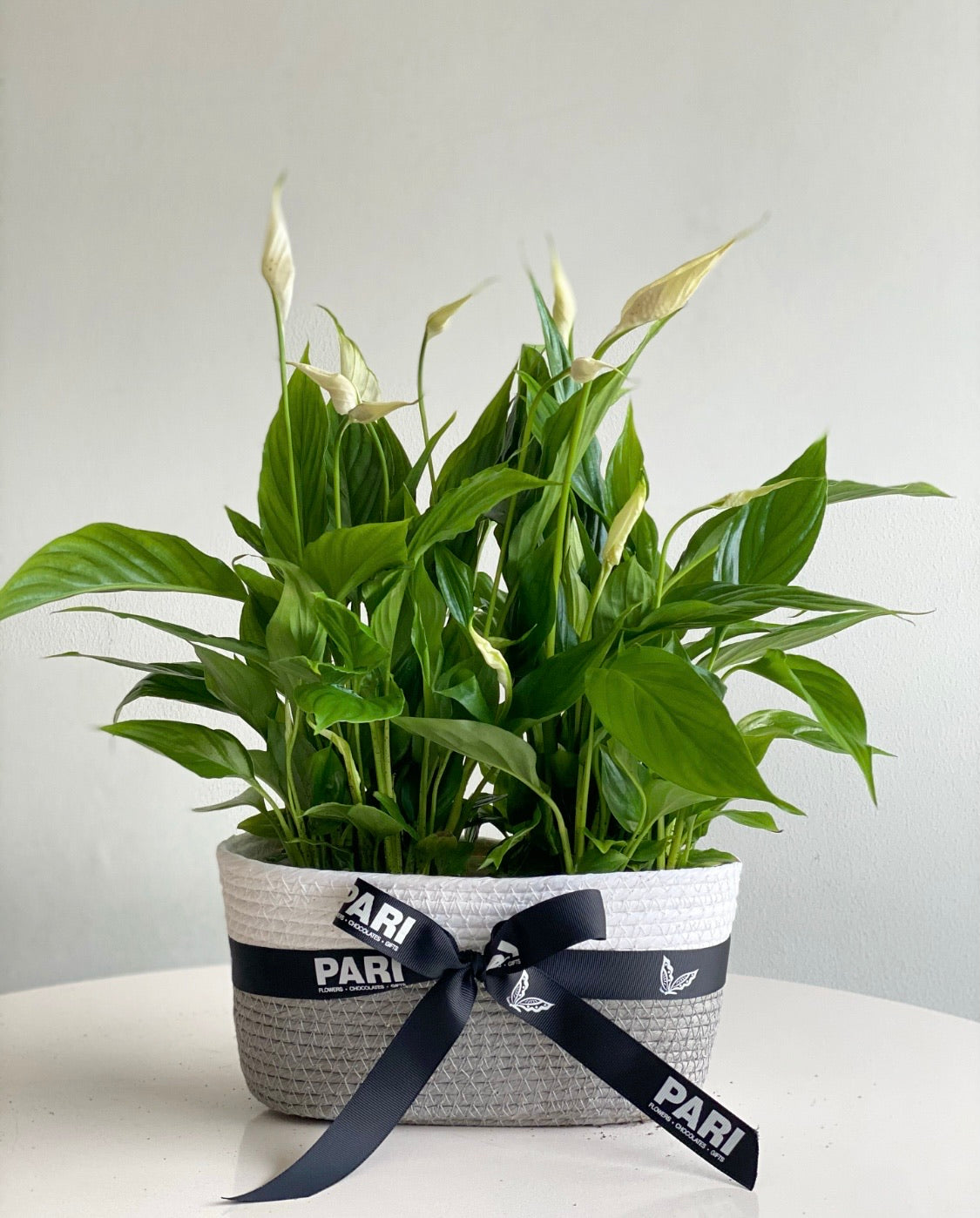 Peace Lily — PariBahrain